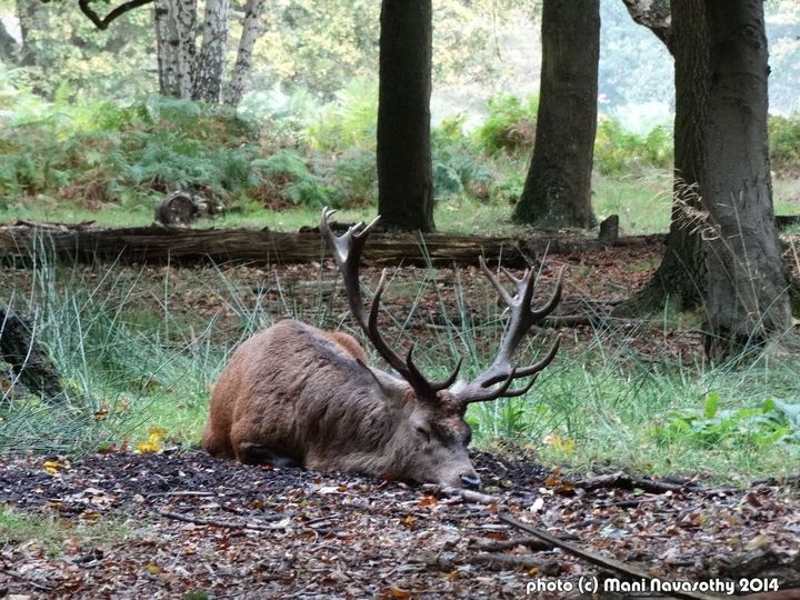 Of Stags, mud and man! – QuantumPhoenix.net